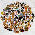 Realistic Cat Expression Vinyl Stickers | Stamprints